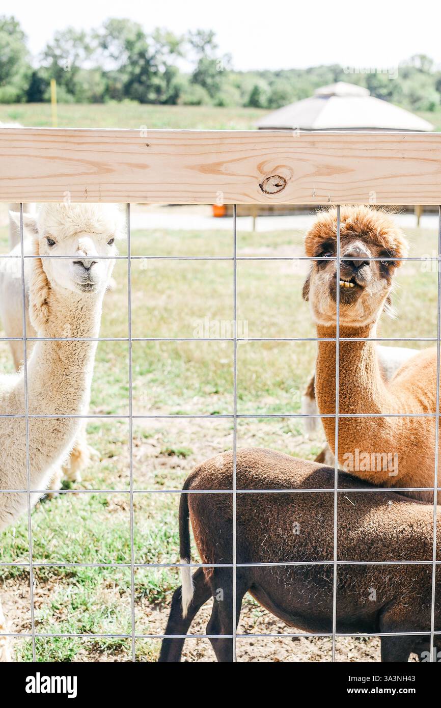 White and brown alpacas behind a wire fence on a sunny farm day Stock ...