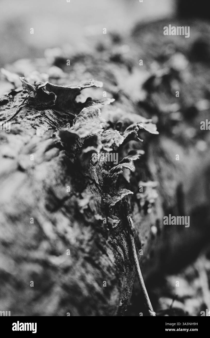 Fallen and decaying tree trunk covered in fungi Stock Photo - Alamy