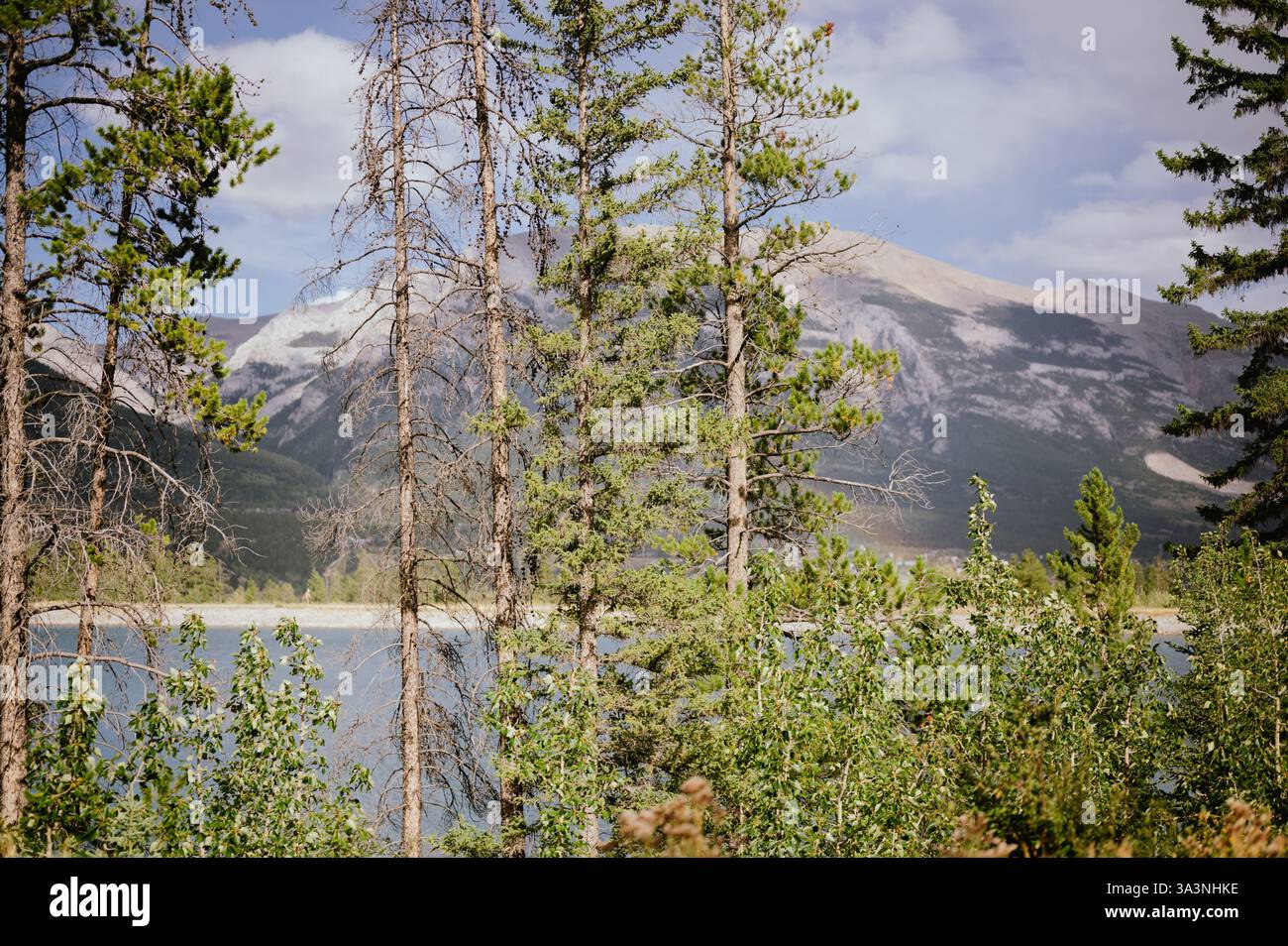 Scenic mountain and lake view through trees in Canmore, Alberta Stock ...