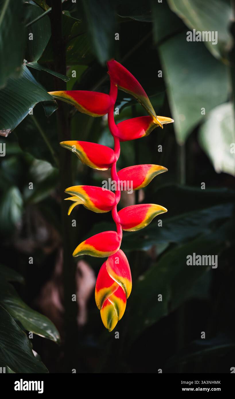 Close up parrot's beak heliconia flower in green leaves in Costa Rica ...