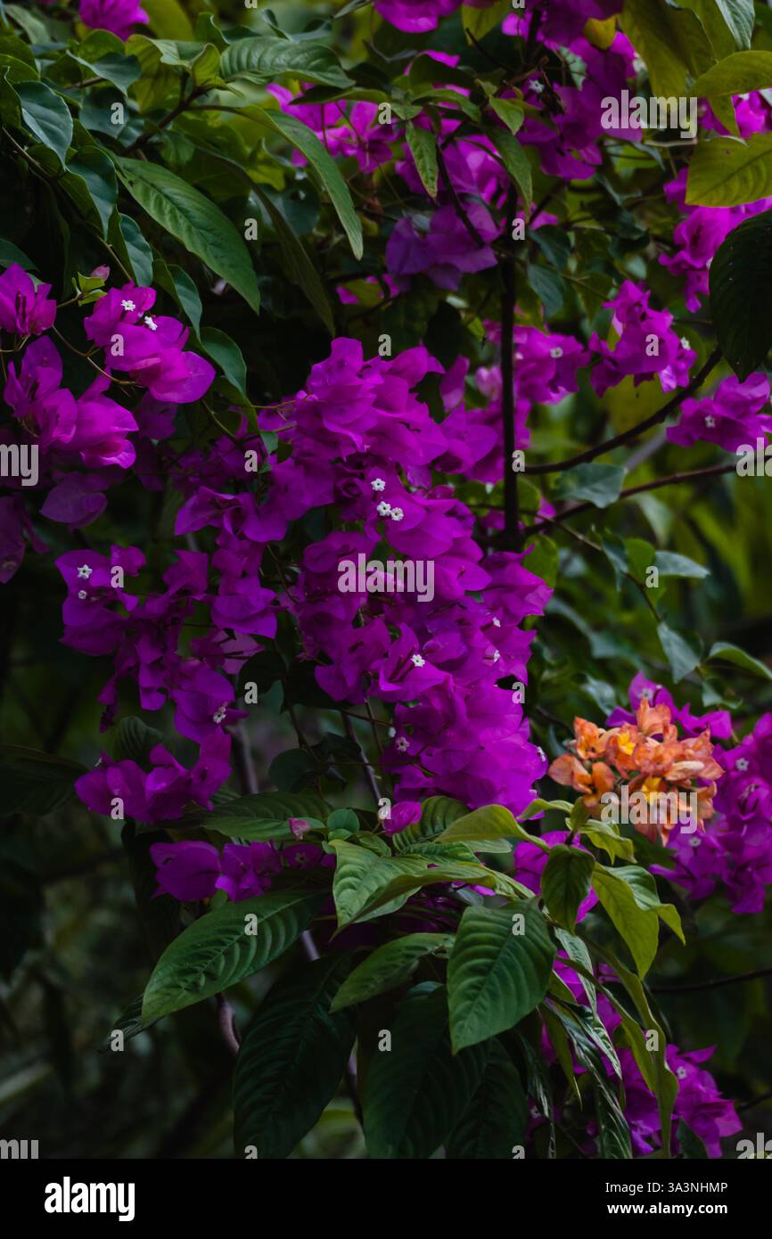 Botany bright costa rica hi-res stock photography and images - Alamy