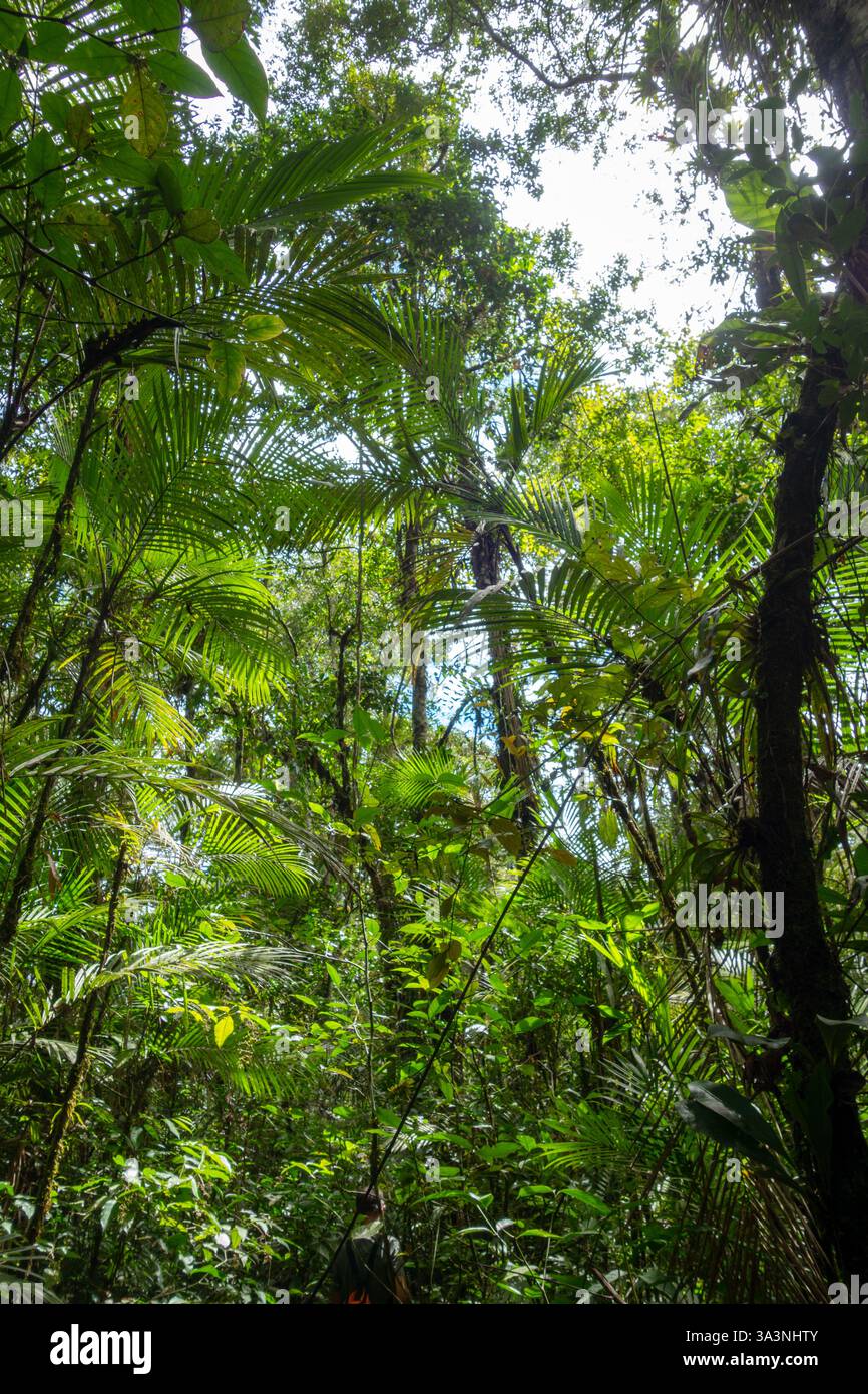 A dense canopy of palm trees and rich foliage in the Cuyabeno Reserve ...