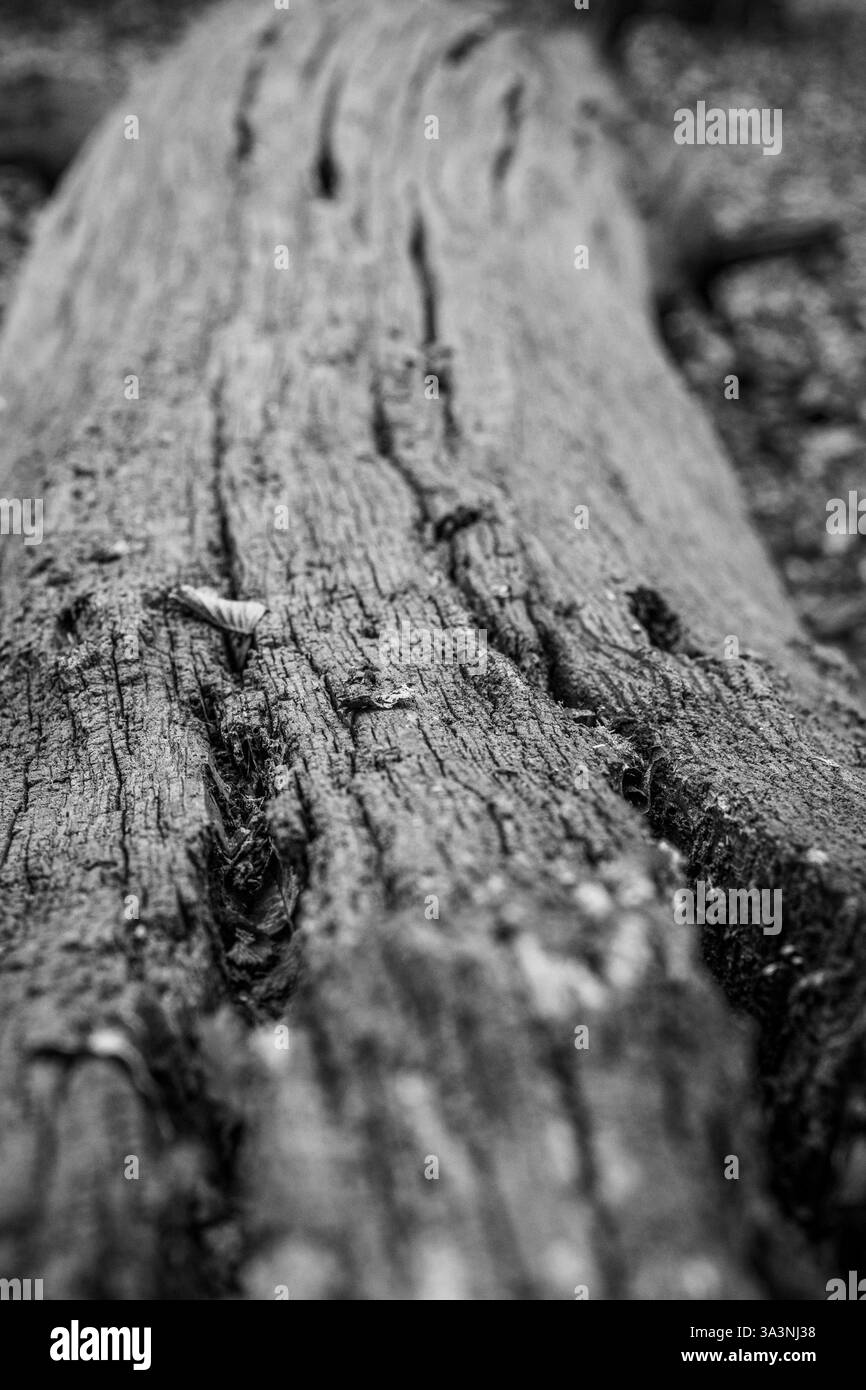 Trunk felled tree on Black and White Stock Photos & Images - Alamy