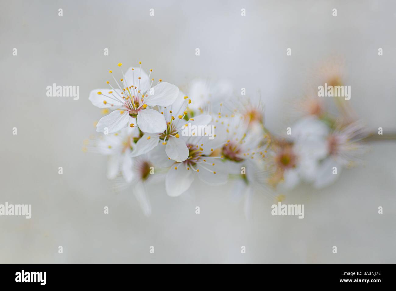 Close-up of Blackthorn flower, (Prunus spinosa), also known as sloe, UK ...