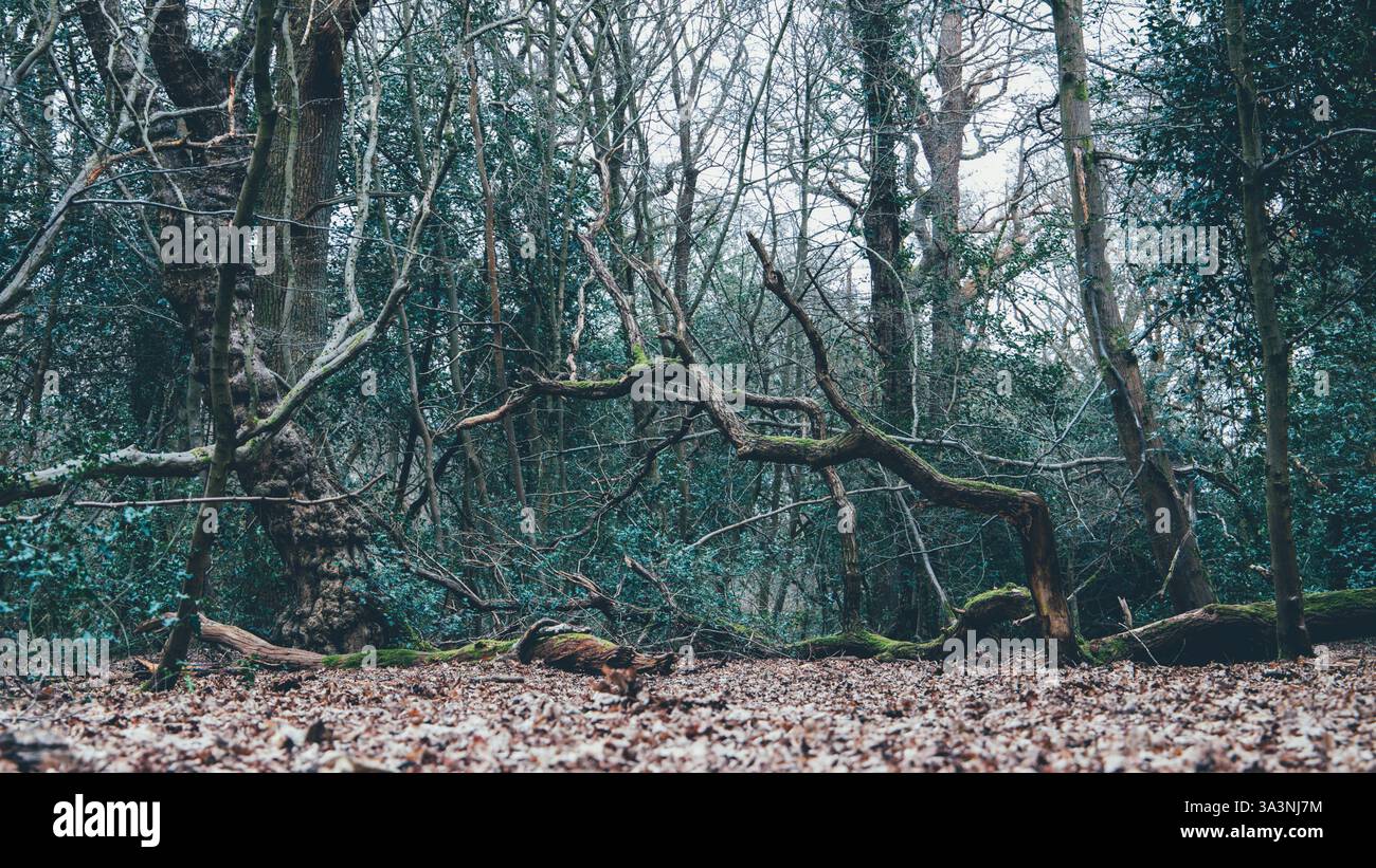 Fallen trees in a forest Stock Photo - Alamy