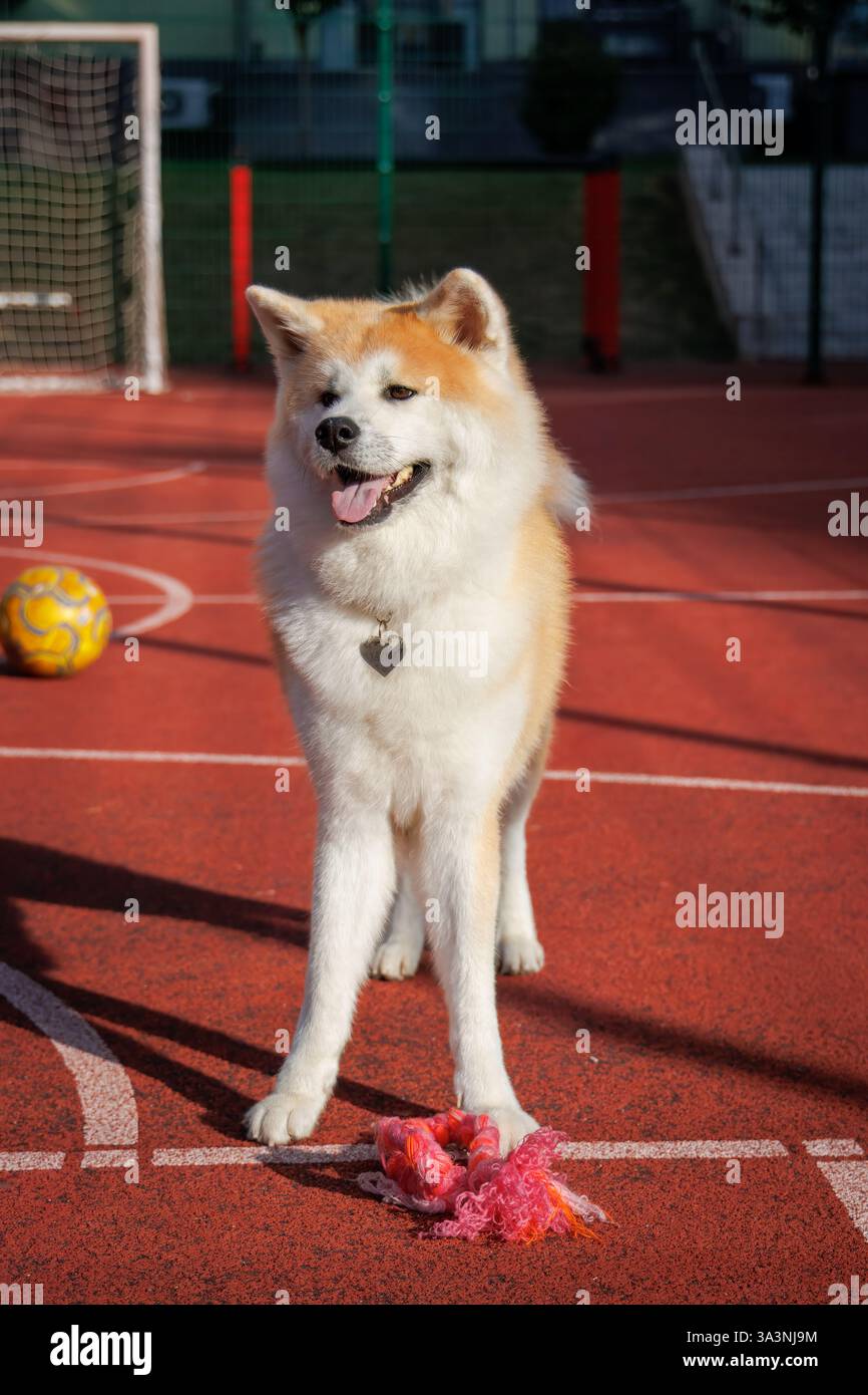 A female dog Akita breed stands on the red sport ground Stock Photo - Alamy