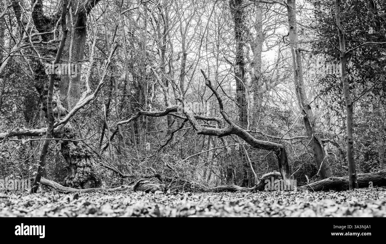 Fallen trees in a forest Stock Photo - Alamy