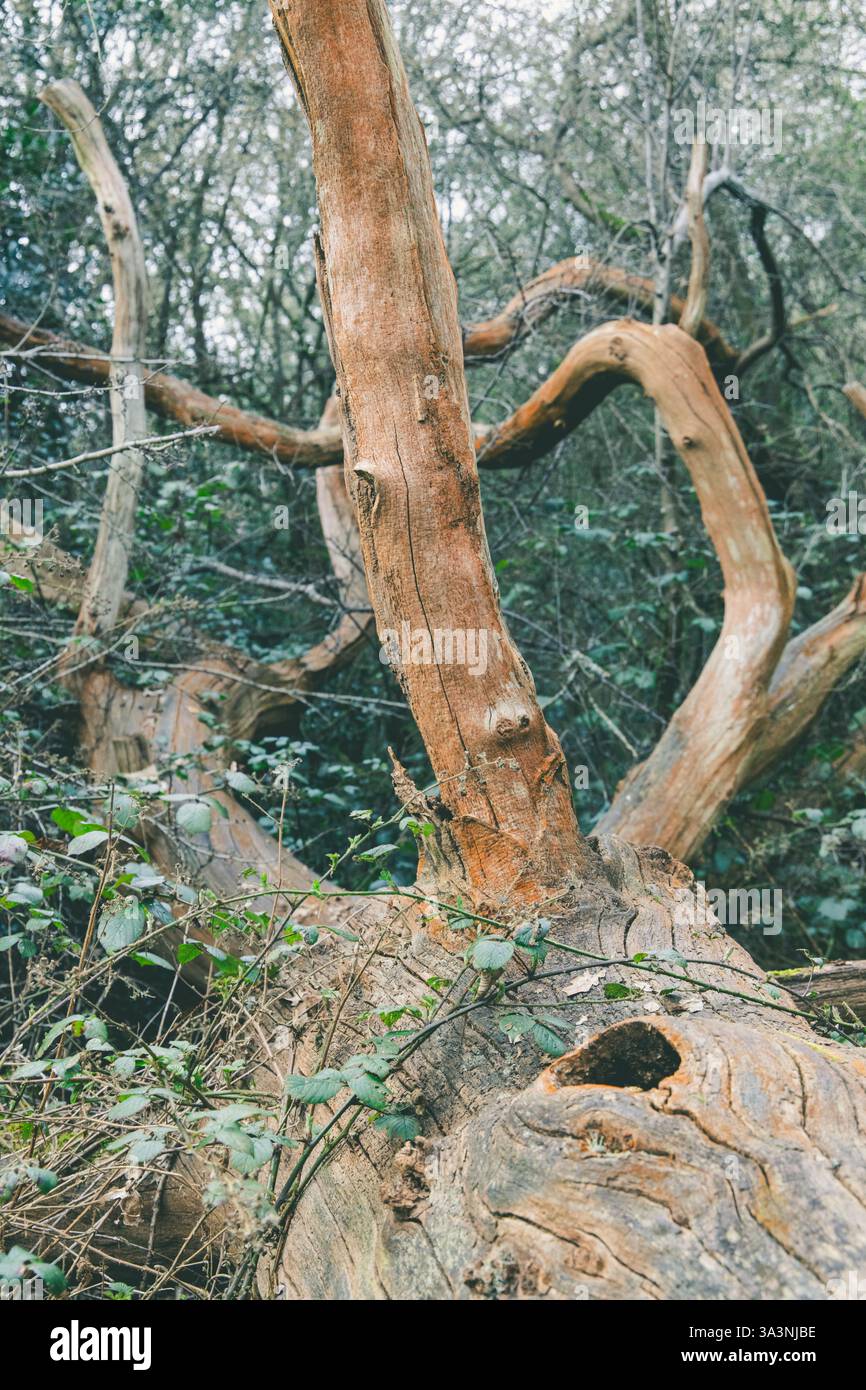 Aged old trees hi-res stock photography and images - Alamy