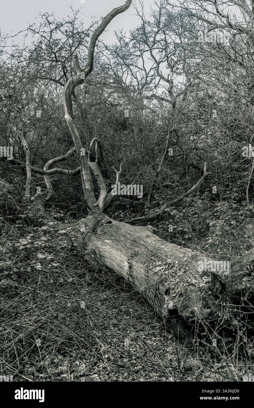 Fallen trees in the forest in black and white hi-res stock photography ...