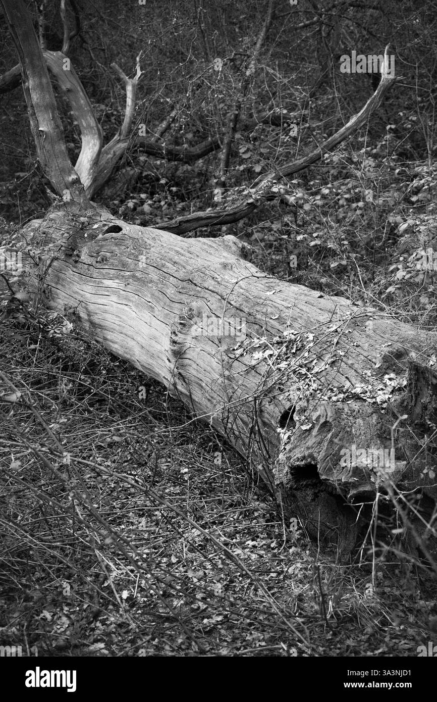 Old trees uk Black and White Stock Photos & Images - Alamy