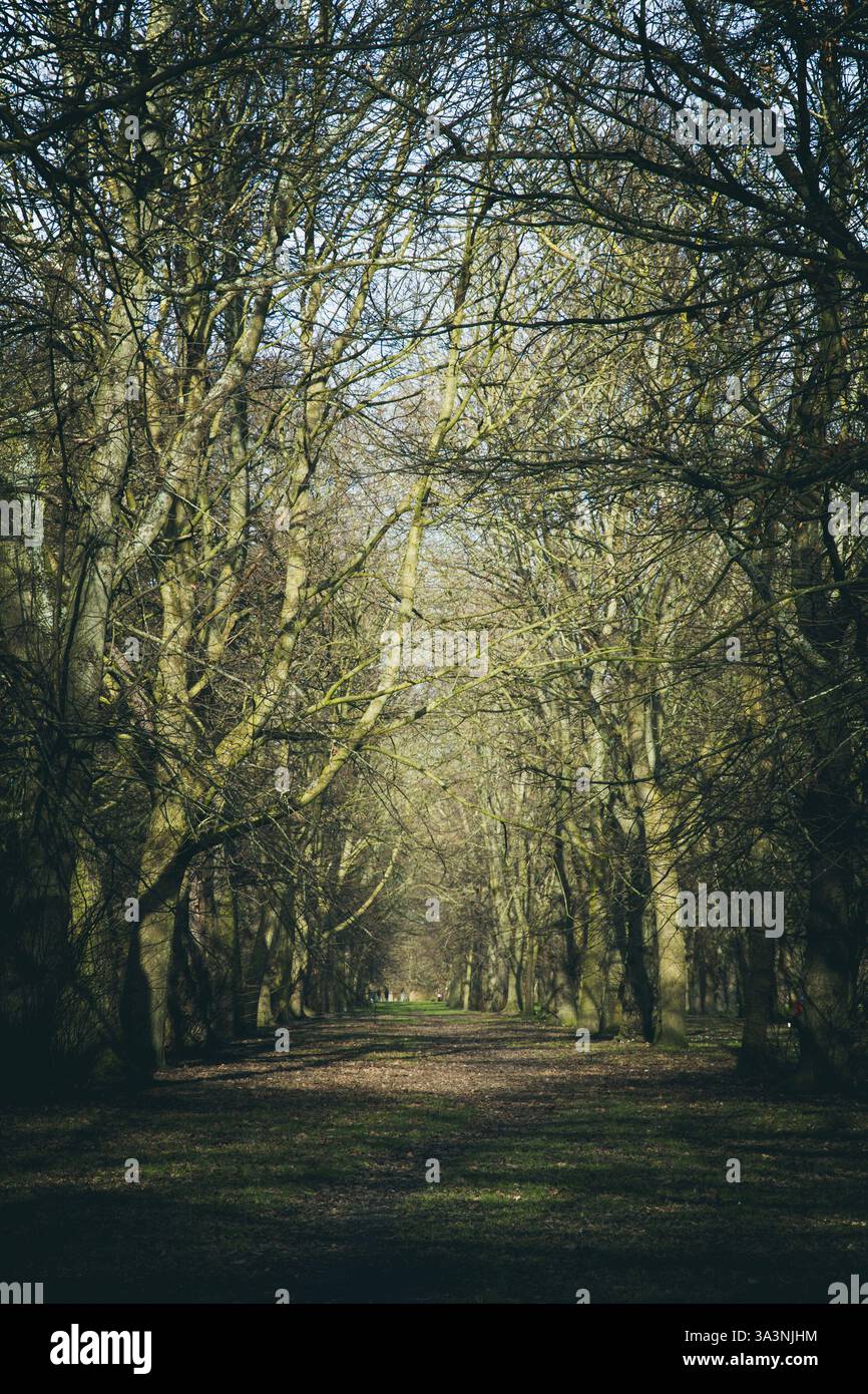 A moody tree lined avenue Stock Photo - Alamy