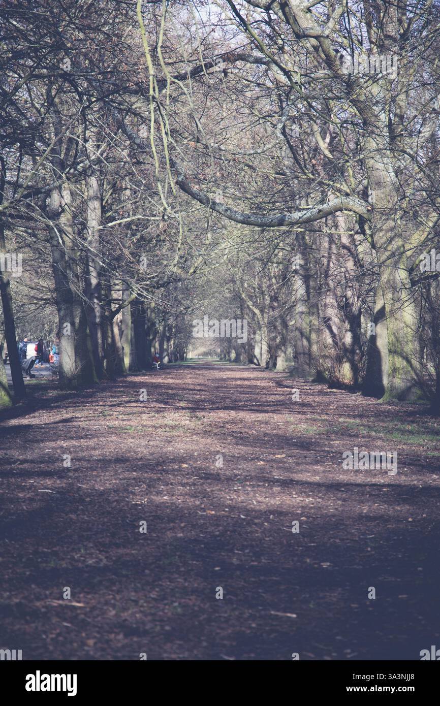 A moody tree lined avenue Stock Photo - Alamy