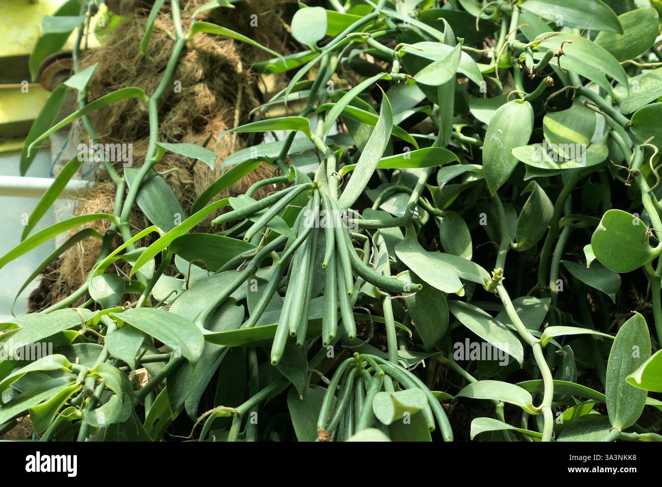 Vanilla plant with fresh green beans growing in the botanical garden ...