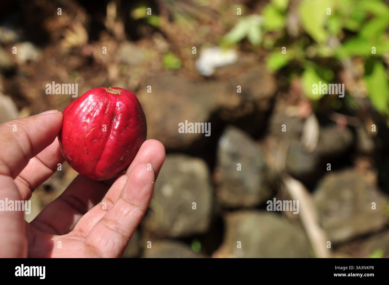 Phaleria macrocarpa fruit or mahkota dewa comes from Papua, Indonesia ...