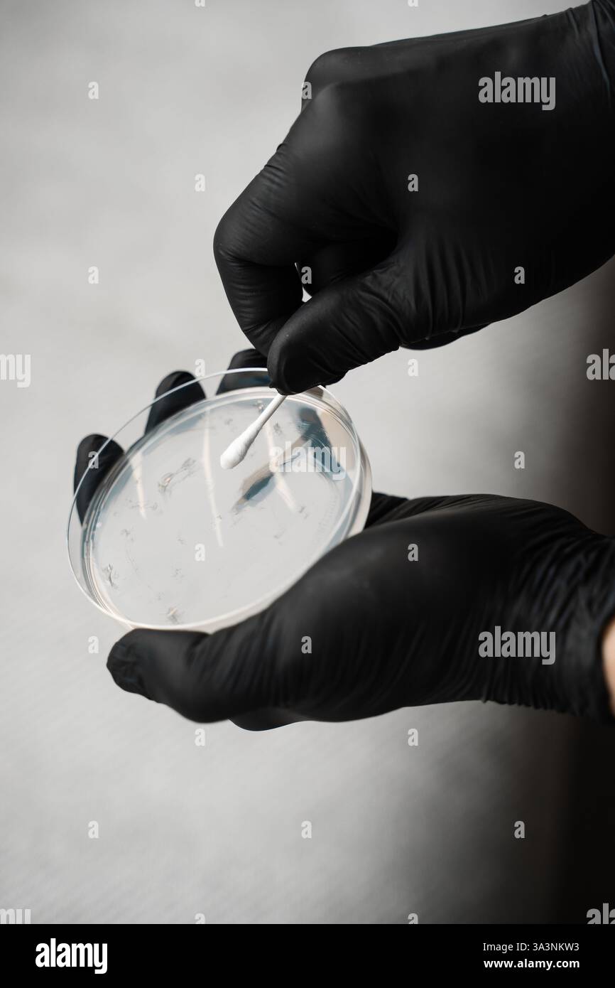 Putting a cotton swab in substance in a Petri plate for a biological ...