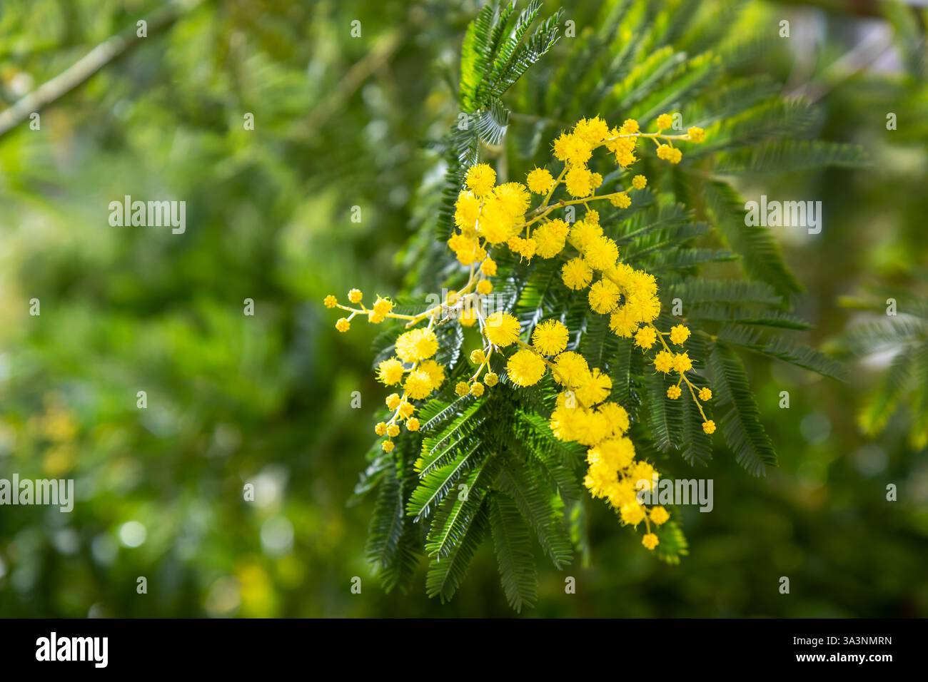 Beautiful bright yellow hairy mimosa flowers close-up. Blooming mimosa ...