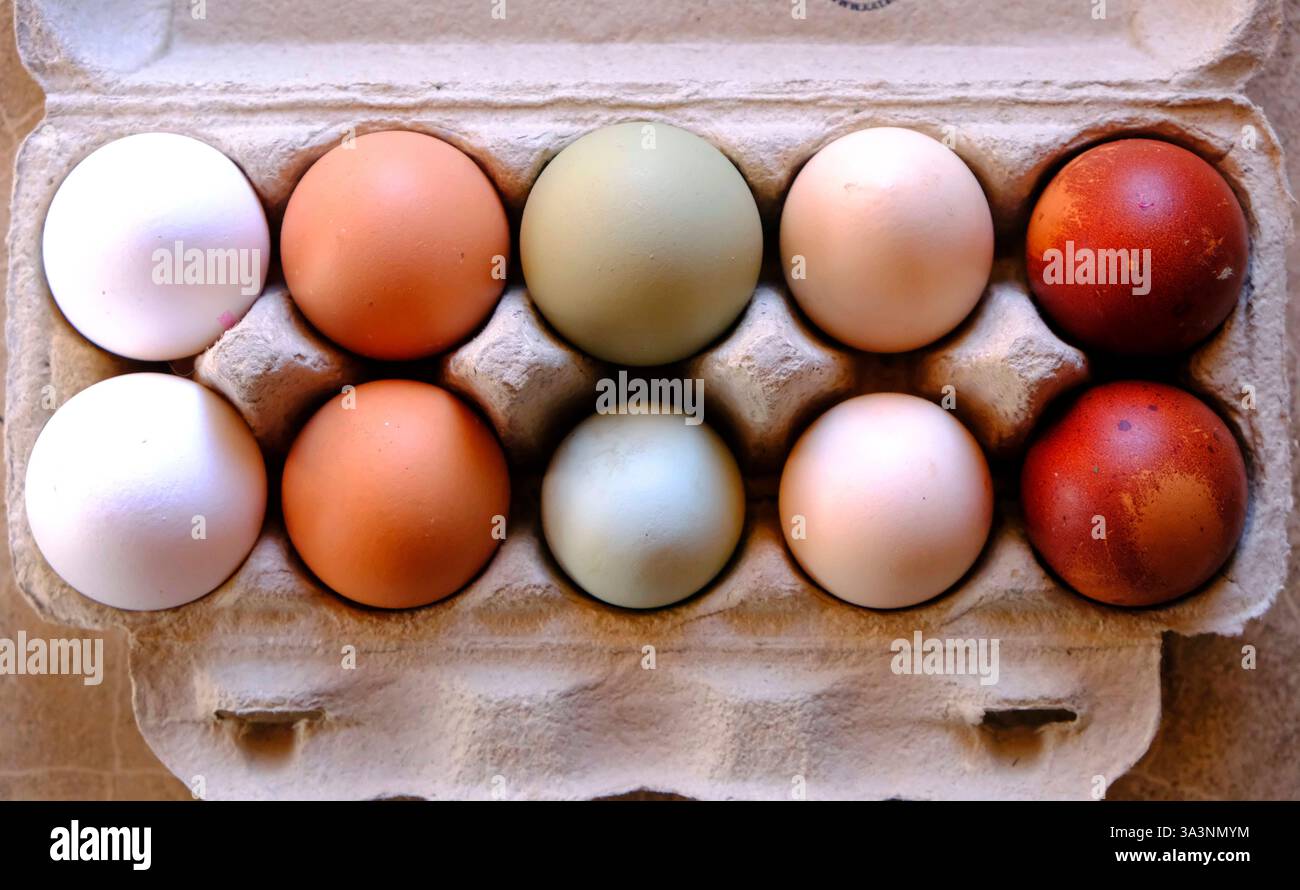 15.03.2025, Hühnereier in verschiedenen Farben von einem Geflügelhof in ...