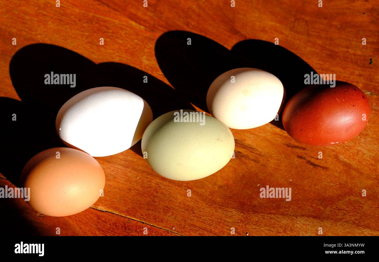 15.03.2025, Hühnereier in verschiedenen Farben von einem Geflügelhof in ...