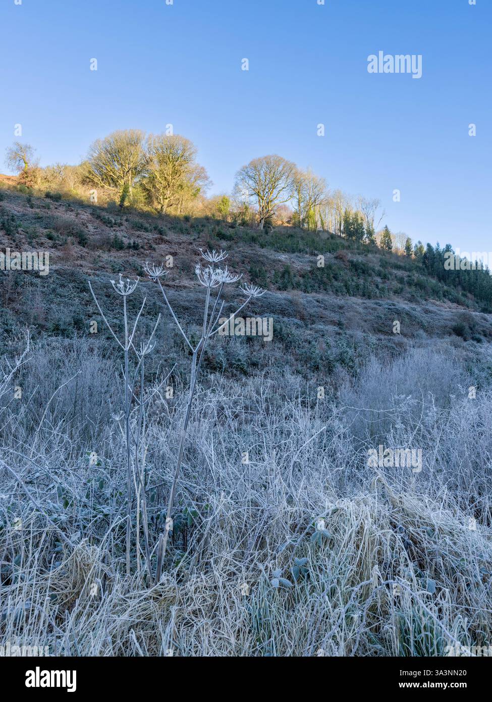 The Old Mineral Line at Leighland Chapel, part of the disused West ...