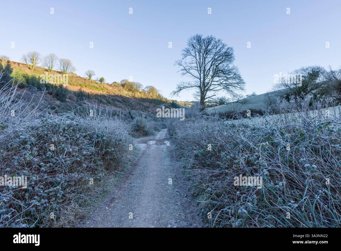 The Old Mineral Line at Comberow, part of the disused West Somerset ...