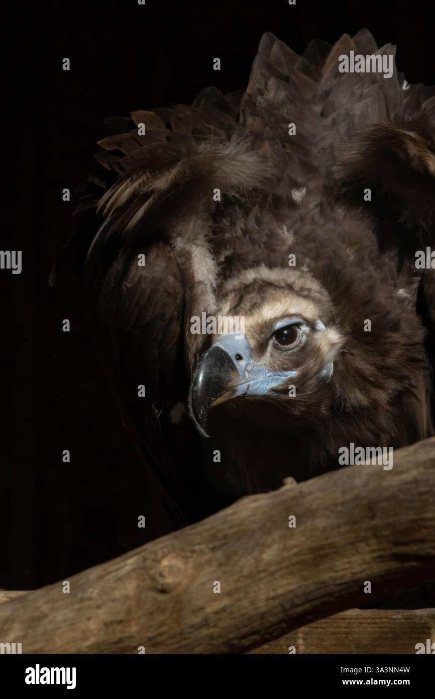 The cinereous vulture (Aegypius monachus) also known as the black ...