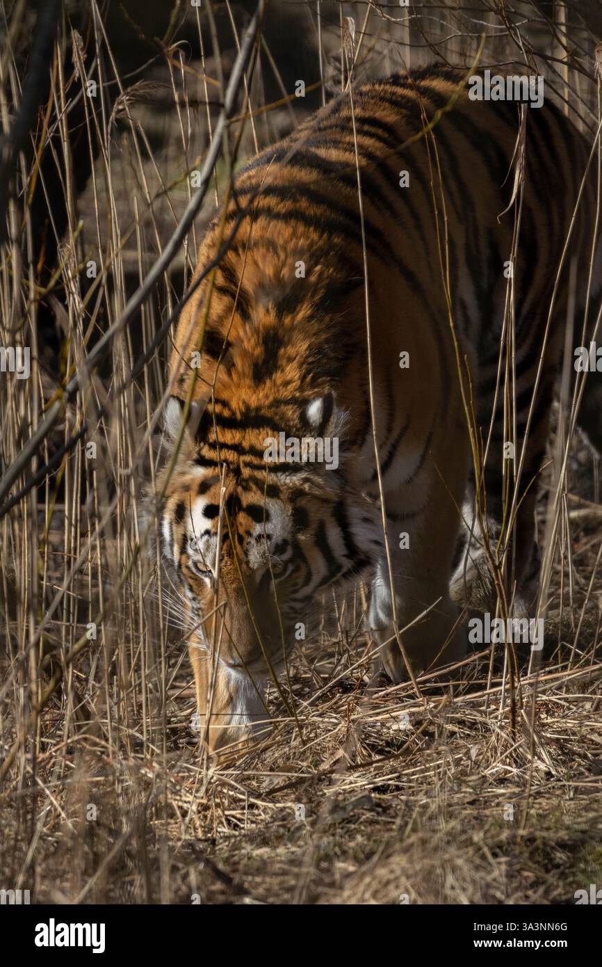 The Siberian tiger (Panthera tigris tigris) also called Amur tiger ...