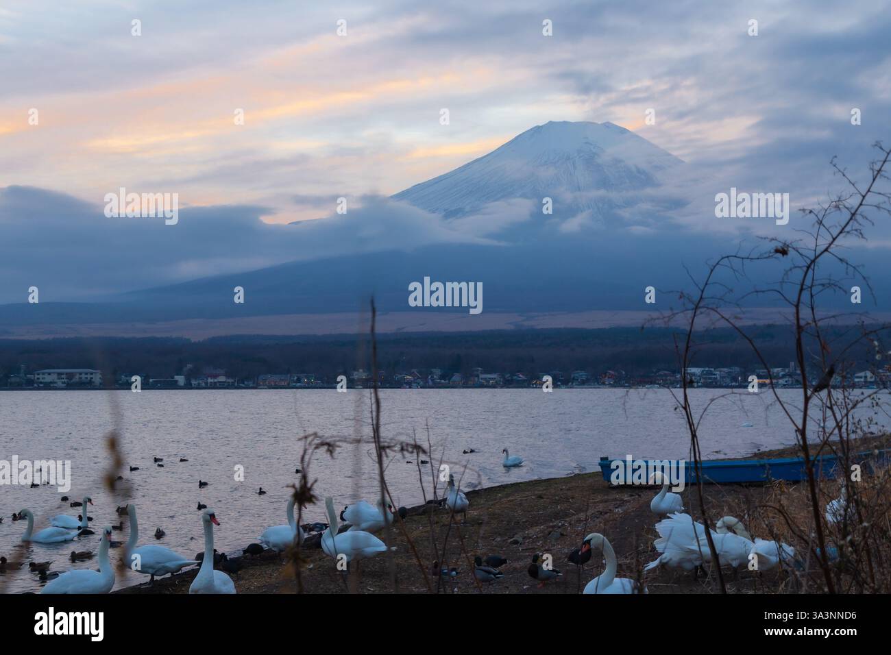 Lake Yamanaka, Yamanashi Prefecture is the largest of the five lakes ...