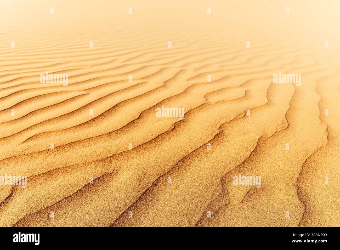 Golden sand dunes undulating in wavy patterns stretch across a vast ...