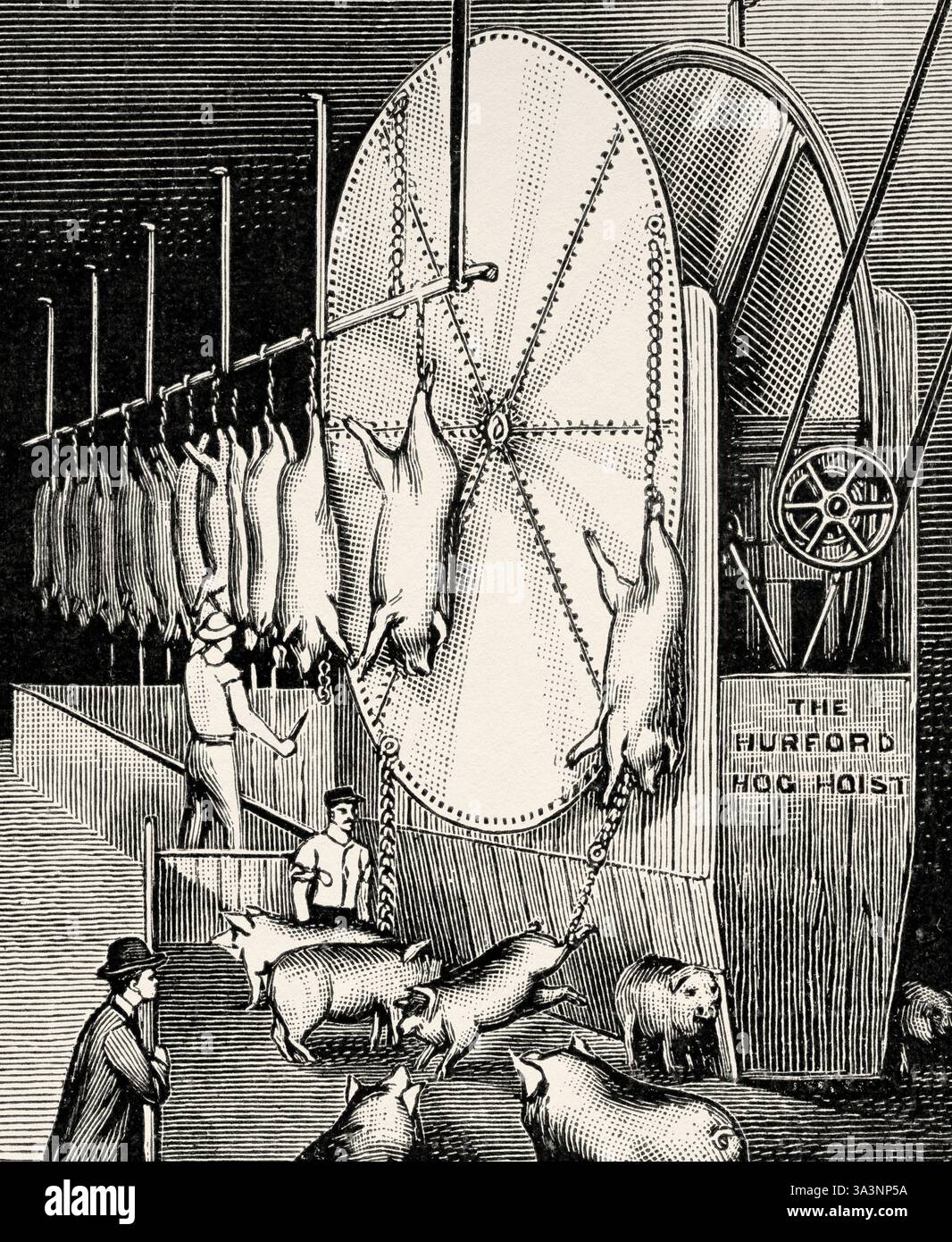 Hurford Hog Hoist Slaughterhouse Chicago. Pigs suspended by one leg ...
