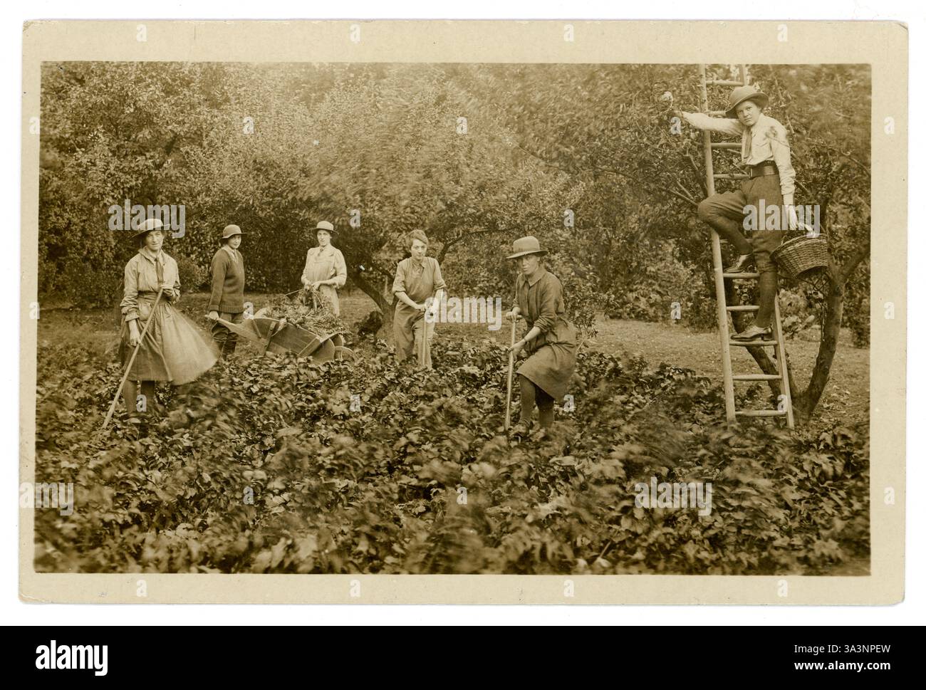 Original WW1 era postcard of Women's Land Army (WLA) volunteers, Land army girls, harvesting ...