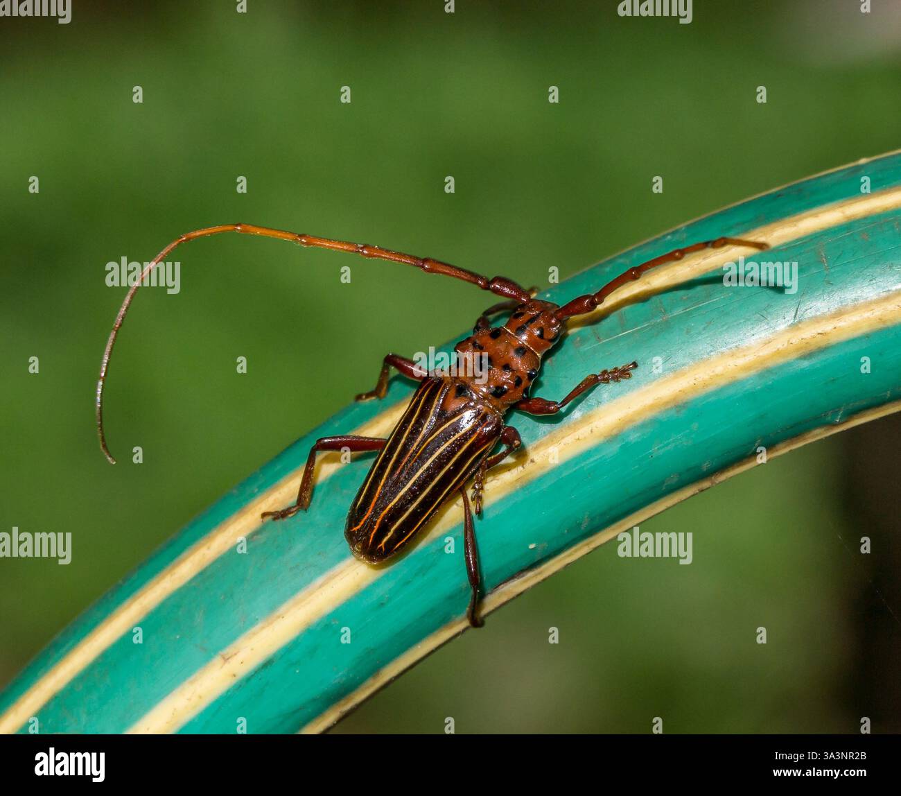 Chydarteres striatus hi-res stock photography and images - Alamy