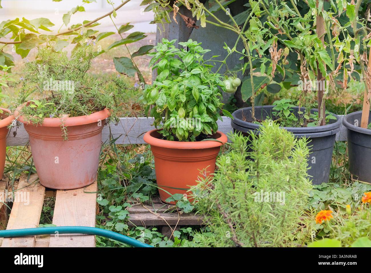 Basil in pot growing in cottage garden. Green herbs in farming. Growing ...