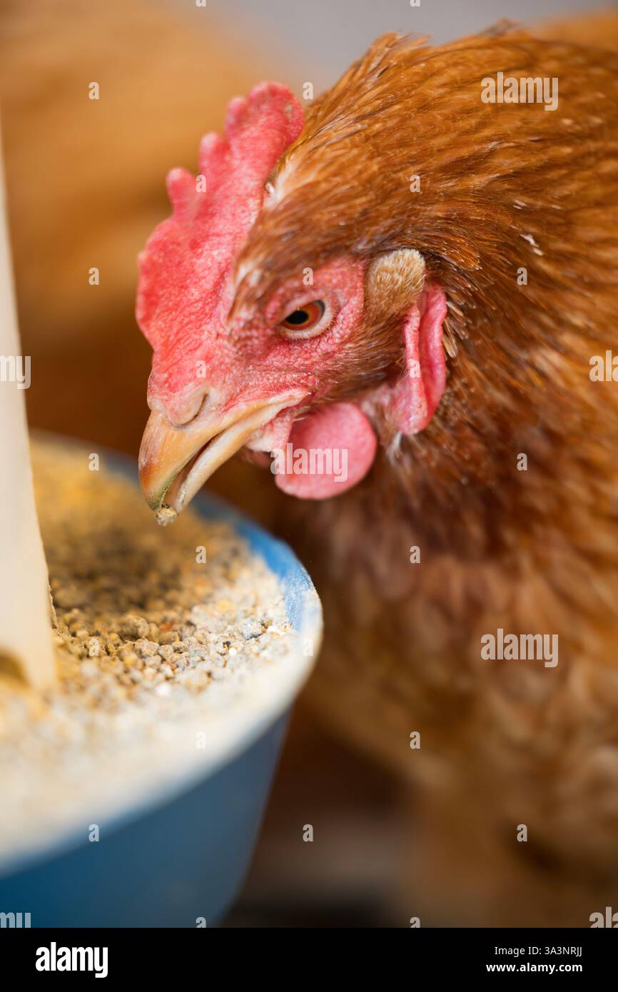 A hen is pecking at a bowl of feed in farm environment, showcasing its ...