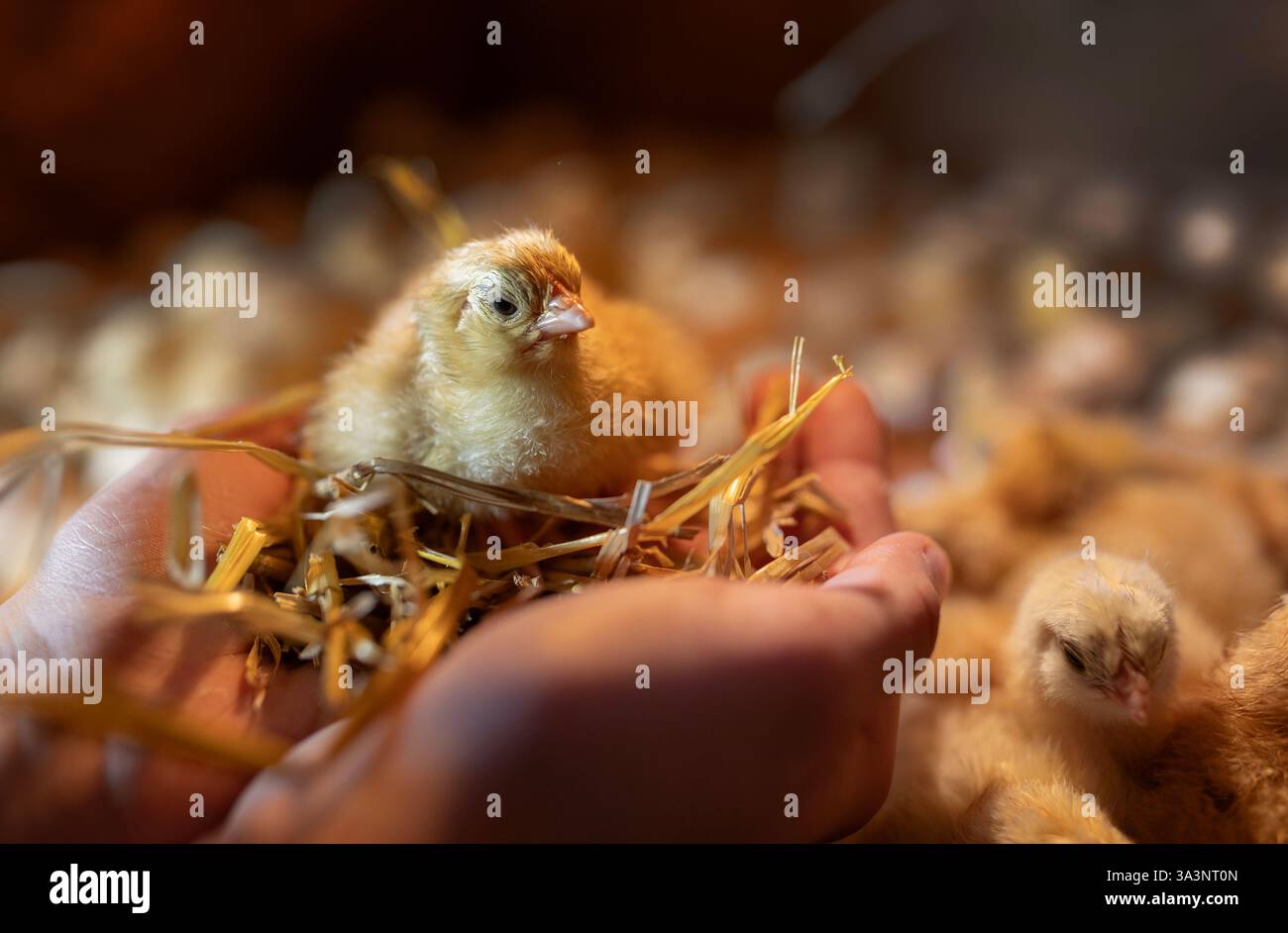 Cute newborn chick one day old standing on farmer's palm in incubator ...