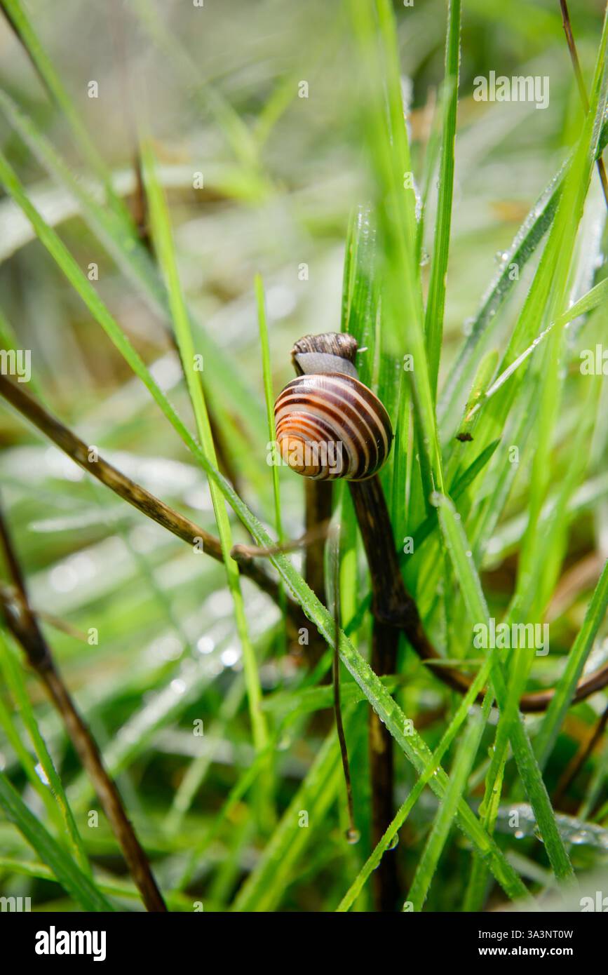 A woodland or hedgerow snail (Cepaea nemoralis) half in its pretty ...