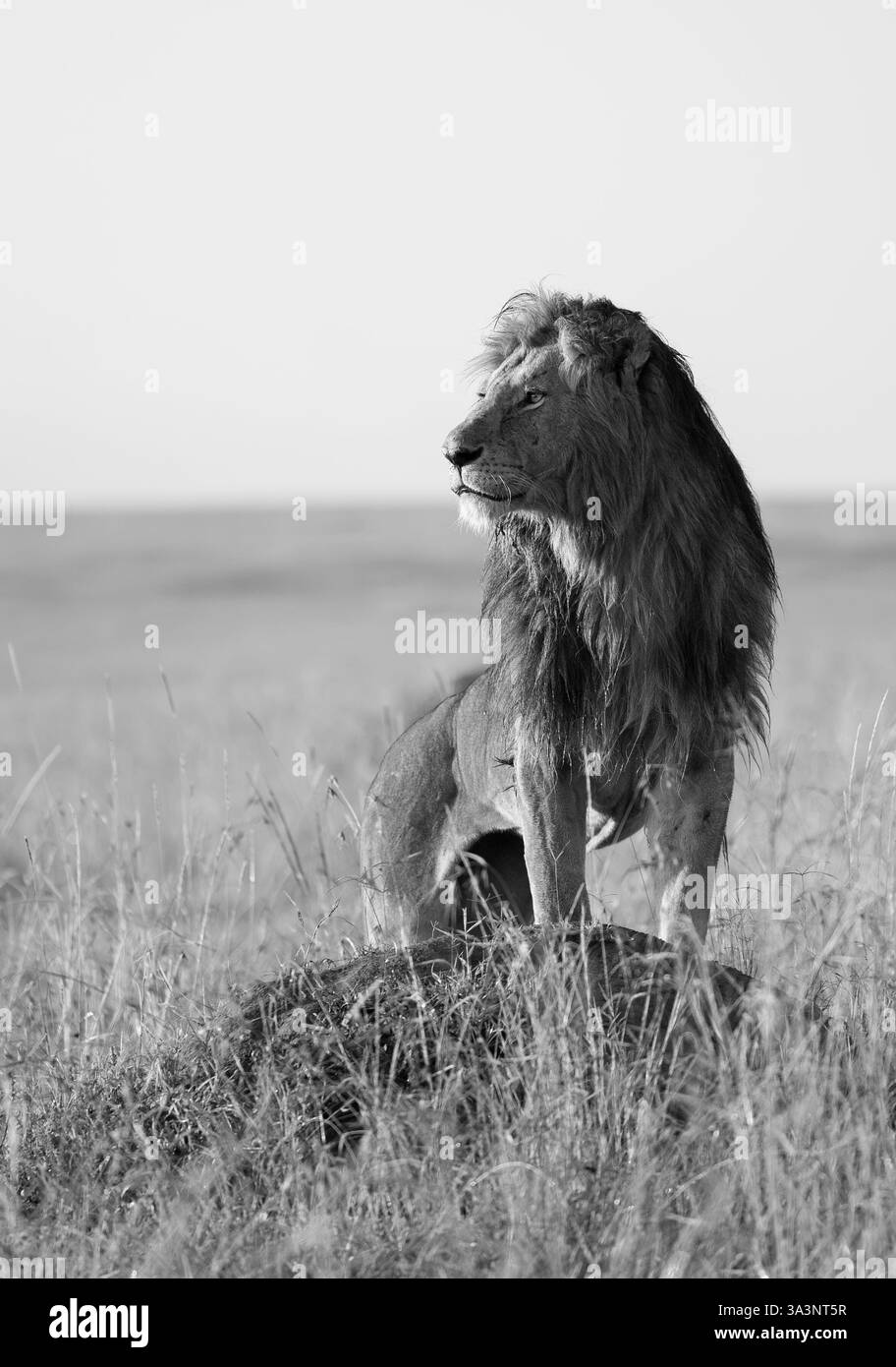 King of african savanna, lion from Black Rock Pride standing on anthill ...