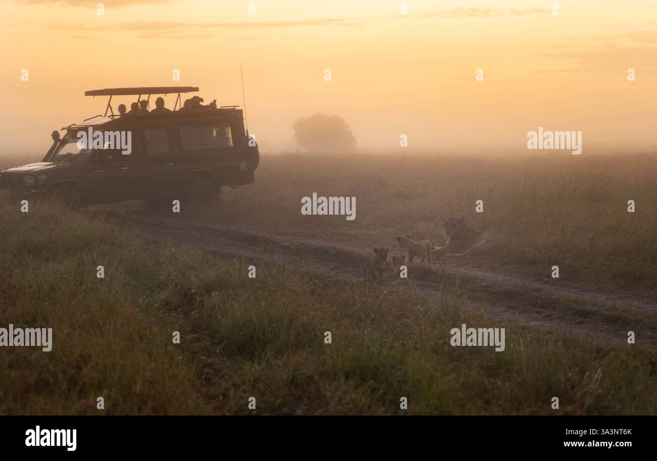 Dawn breaks over the savannah as a safari vehicle observes a pride of ...