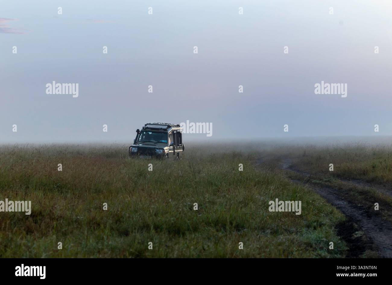 Safari vehicles navigate the misty savannah creating a serene ...