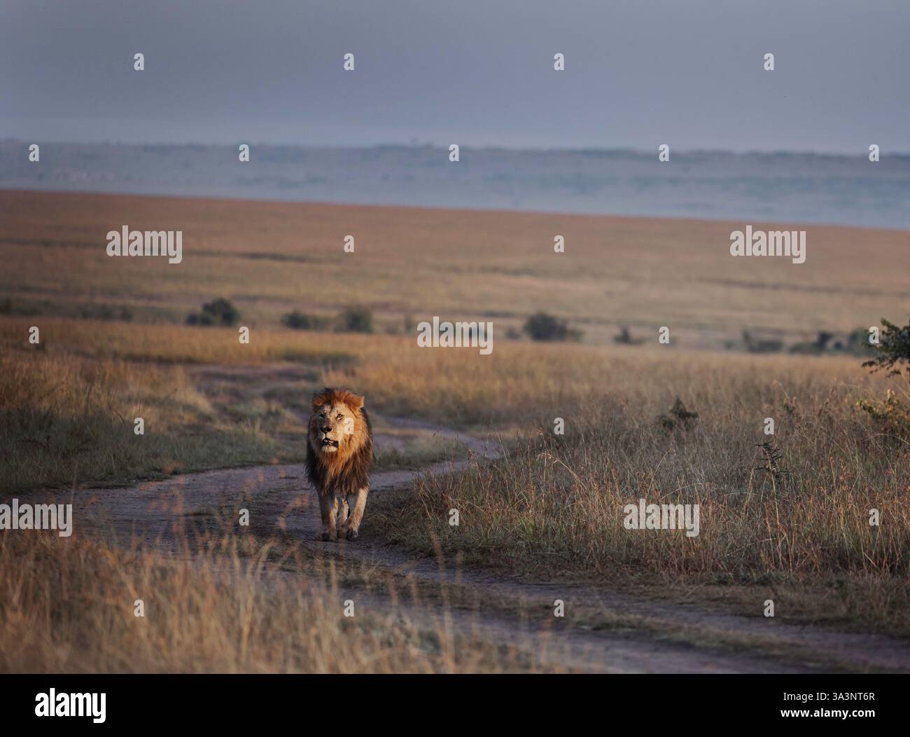 King of african savanna, Lion from Black Rock Pride walking on path in ...