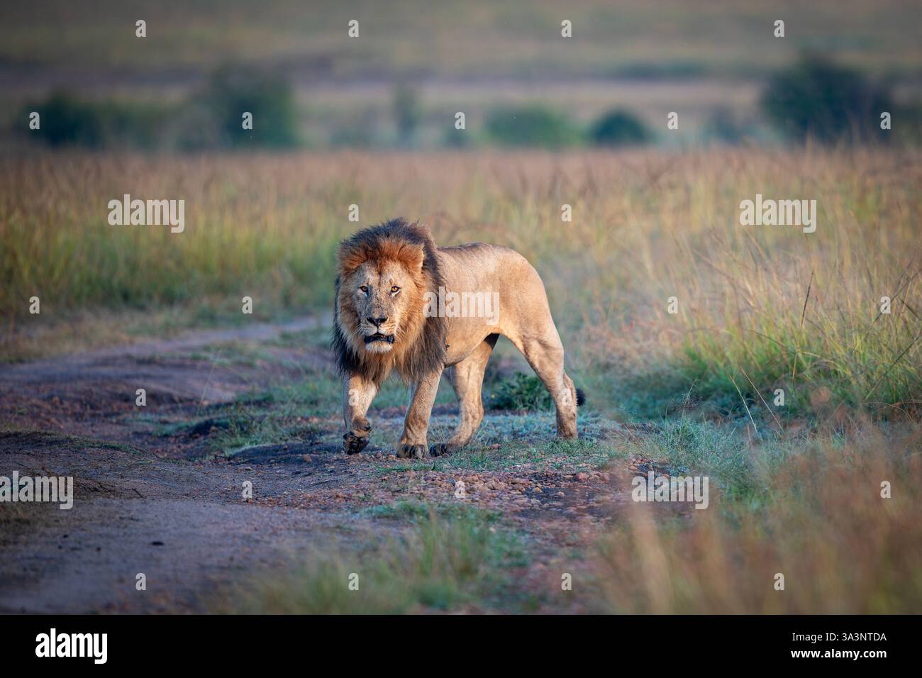 King of african savanna, Lion from Black Rock Pride walking in high ...