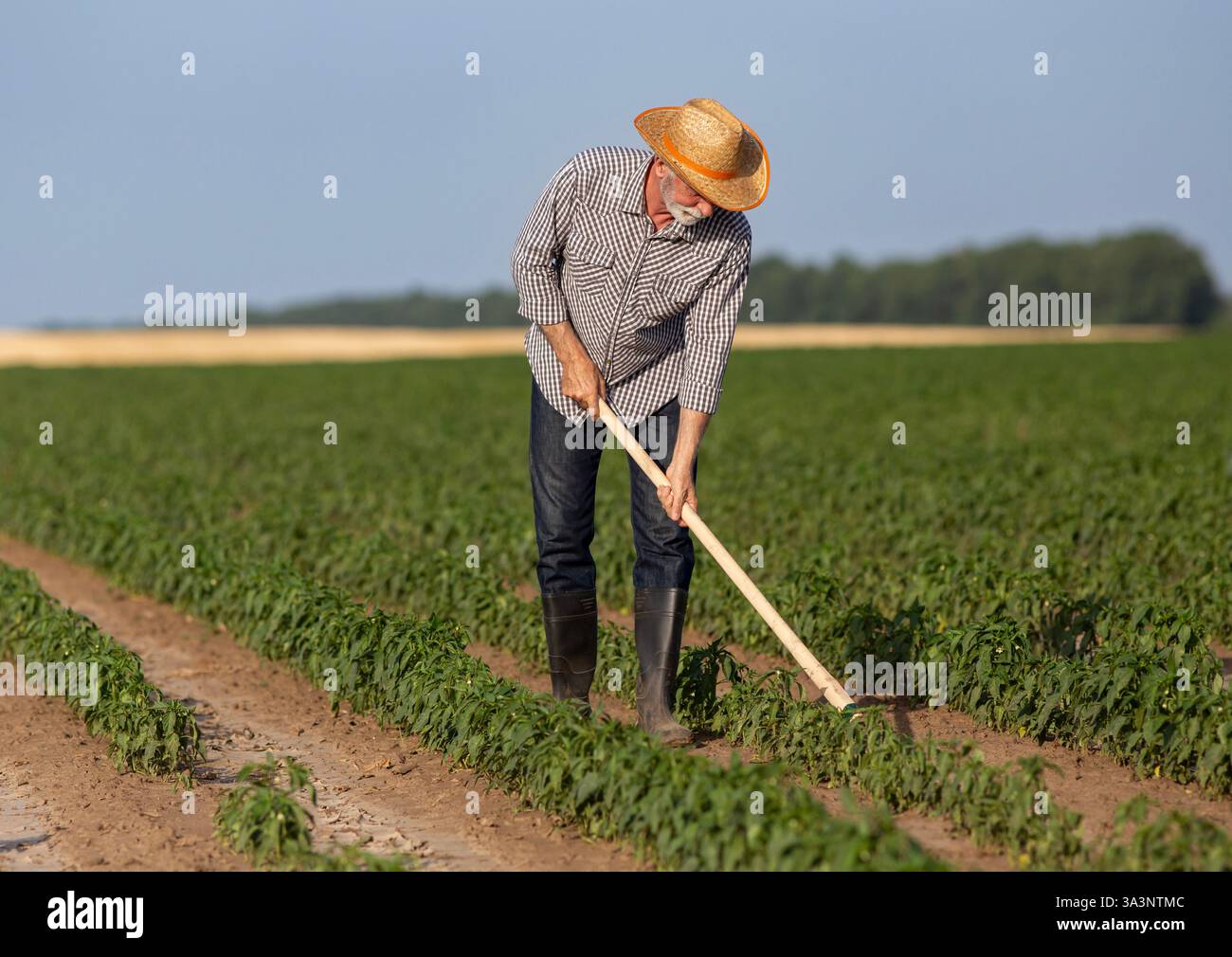 Old man hoe weeding in hi-res stock photography and images - Alamy