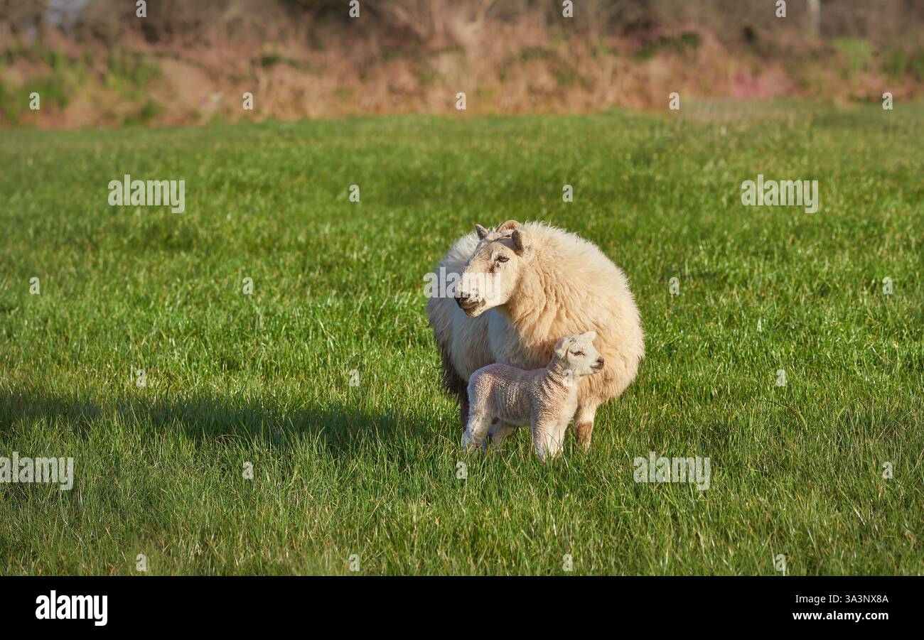 Mummy sheep hi-res stock photography and images - Alamy