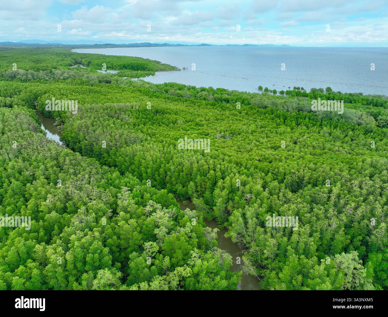Aerial view green mangrove forest. Carbon storage, climate change mitigation, and conservation ...