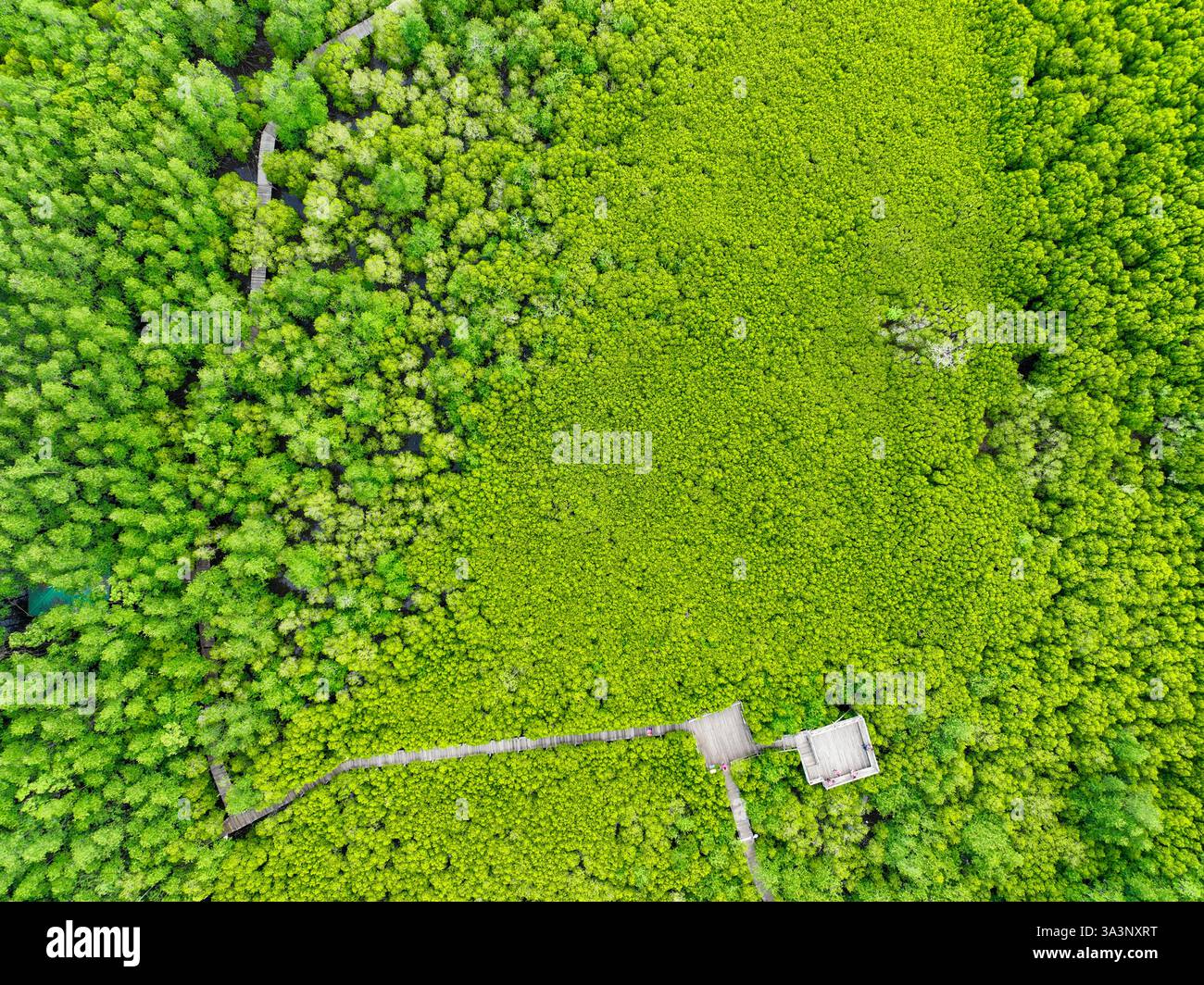 Aerial view mangrove forest ecosystem. Significant economic value in ...