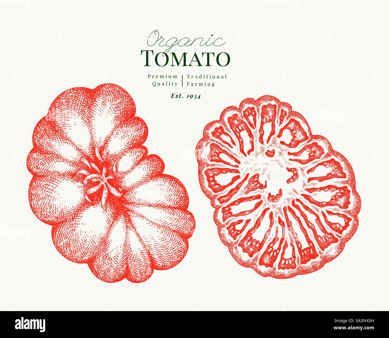 Hand Drawn Tomato Illustration. Retro Vegetable Vector Isolated Image ...