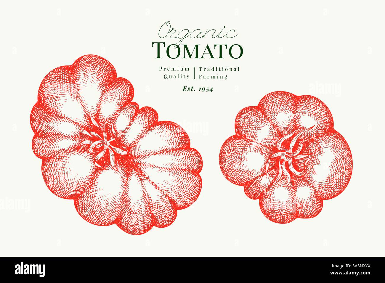Hand Drawn Tomato Illustration. Retro Vegetable Vector Isolated Image ...