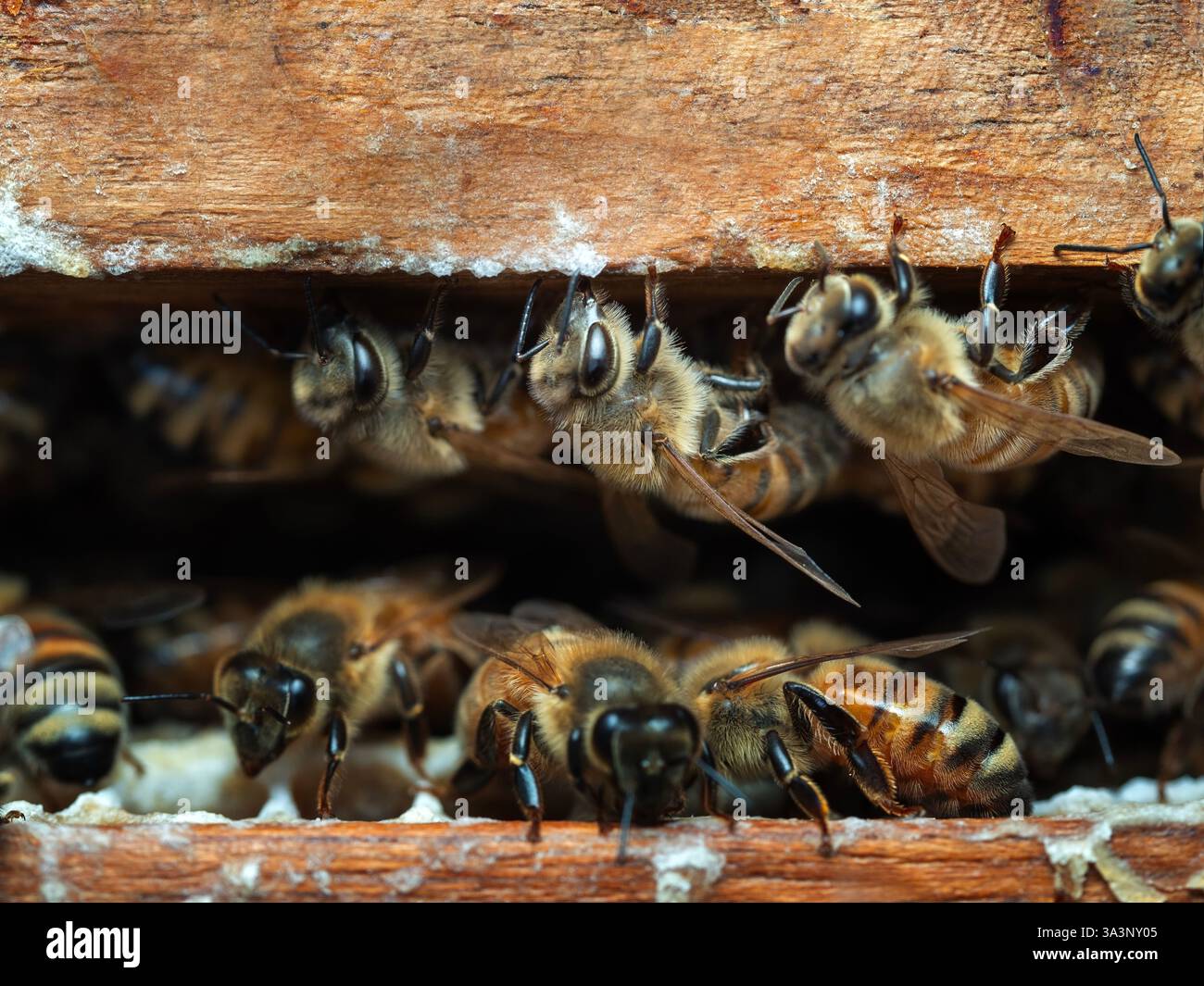 Bees in a beehive on a natural farm Stock Photo - Alamy
