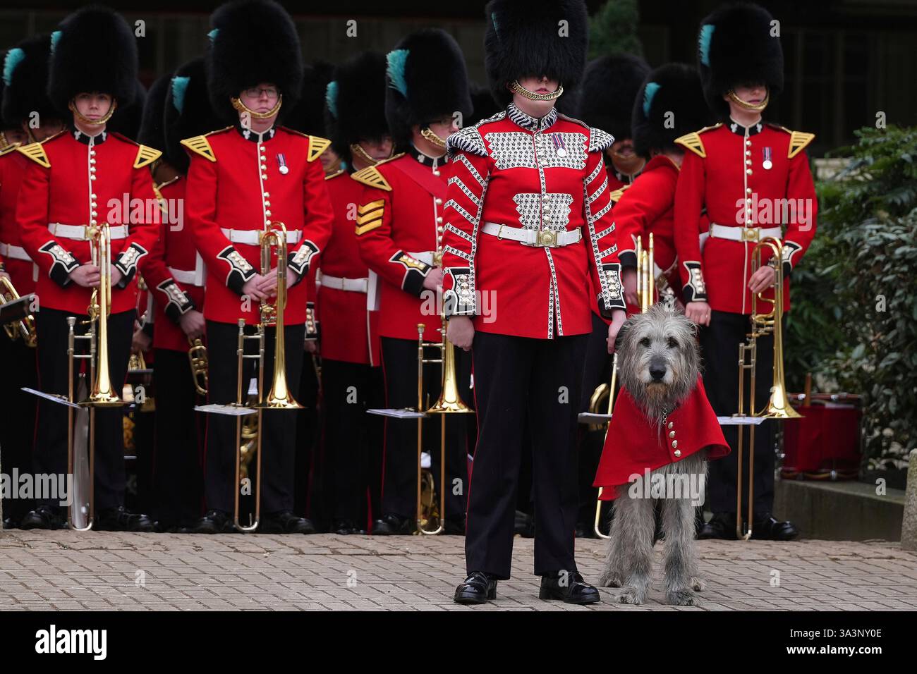 The Irish Guards' Mascot dog Turlough Mor, awaits the visit of Britain ...