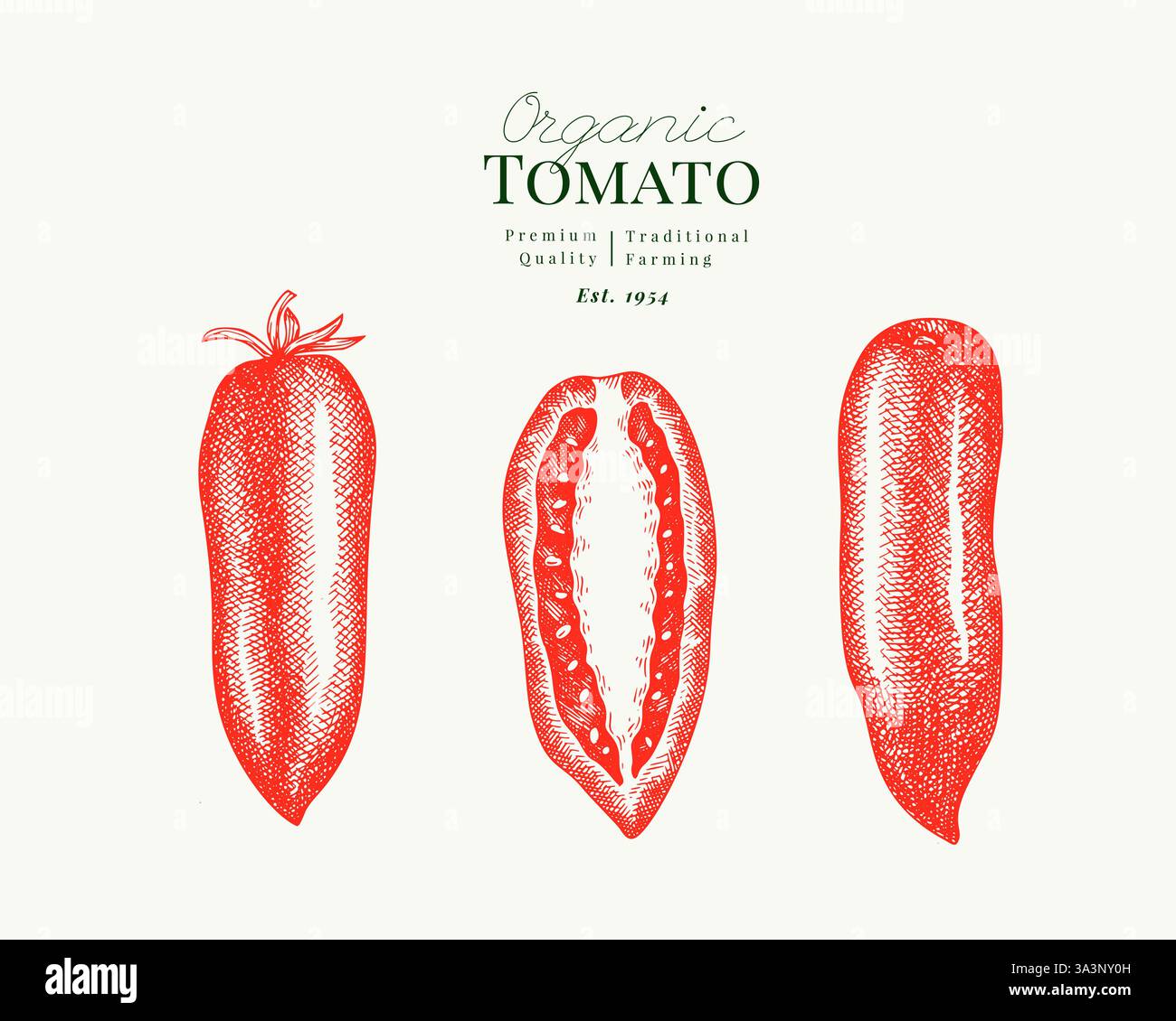 Hand Drawn Tomato Illustration. Retro Vegetable Vector Isolated Image ...