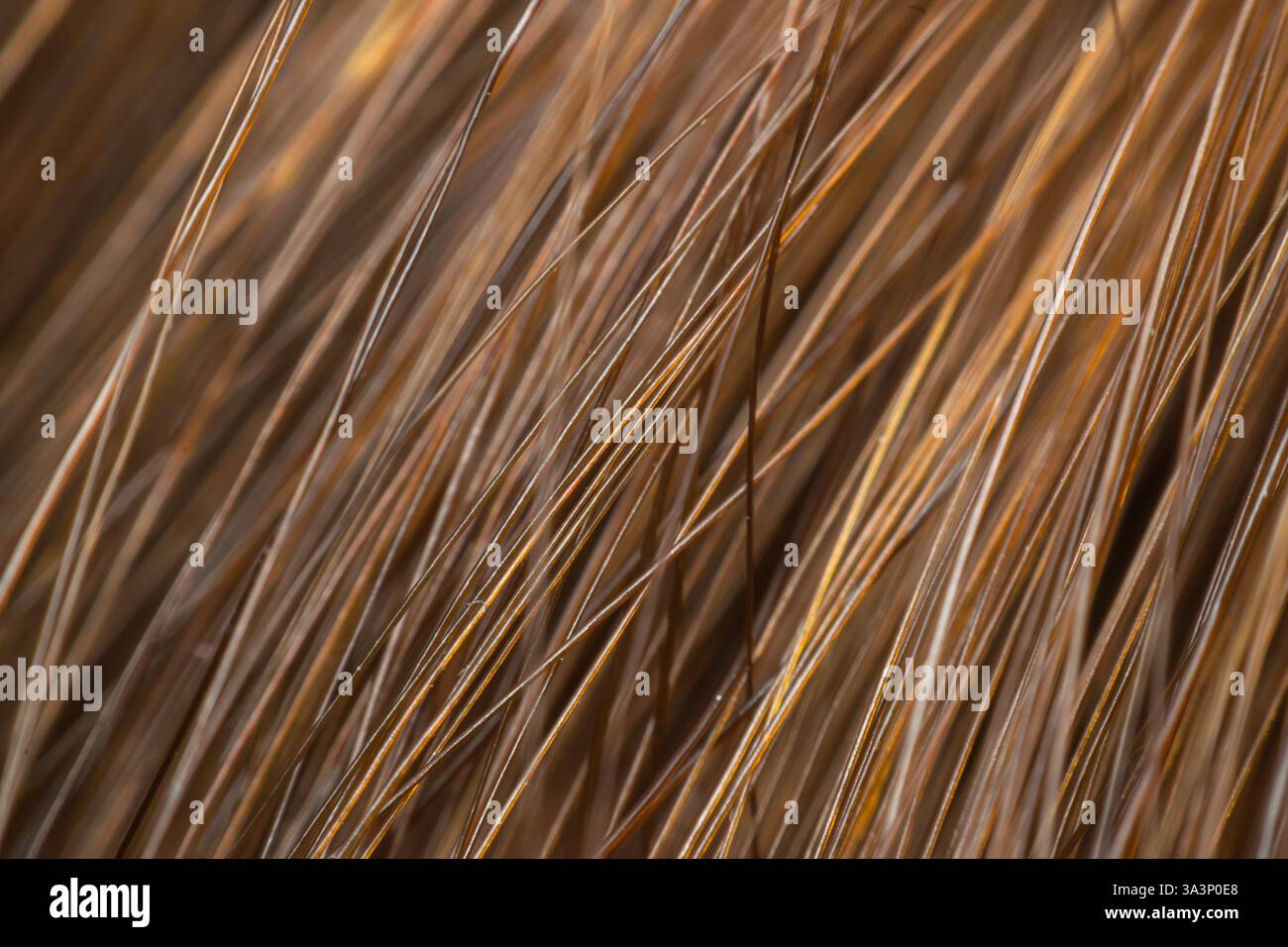 Macro of hair human female highlights brown-haired texture surface use ...